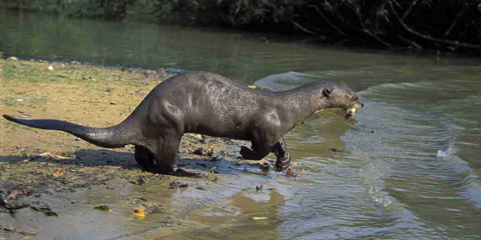 Peru Inkanatura Heath River Wildlife Centre Wildlife Giant-Otter heath ...